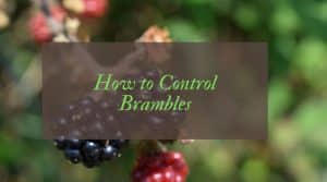 How to Kill and Get Rid of Brambles? - Top 3 Strategies