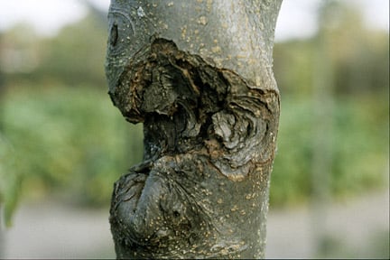 Identifying Apple Tree Pests and Diseases in the UK