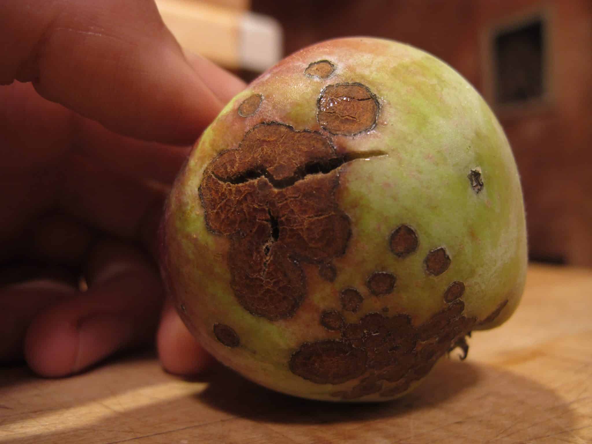 Identifying Apple Tree Pests and Diseases in the UK