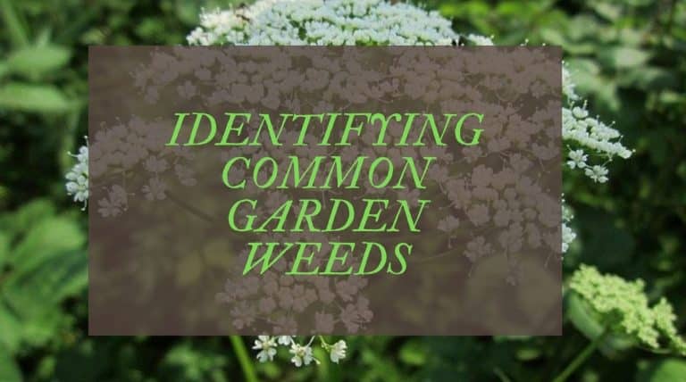 Common Garden Weeds UK: A Complete Identification Guide