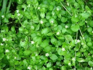 Common Garden Weeds UK: A Complete Identification Guide